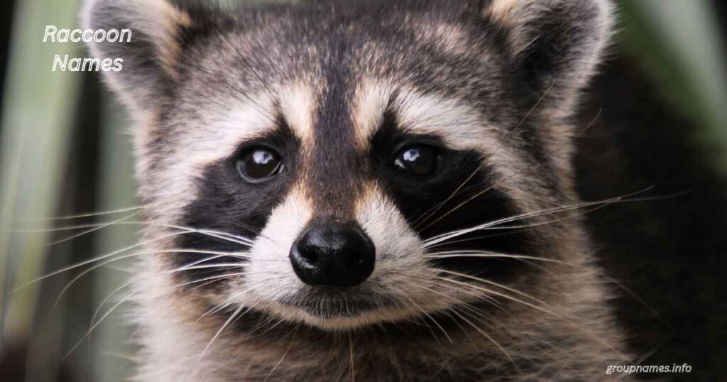 280+ Famous and Cute Raccoon Names with Meanings