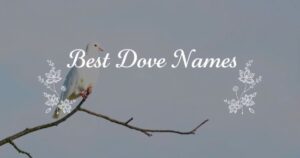 350+ Best Dove Names for your Companion
