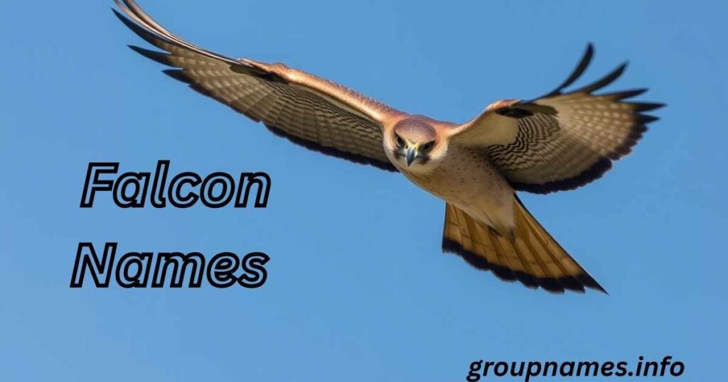 240+ Falcon Names with Cute, Famous, and Mythical Options