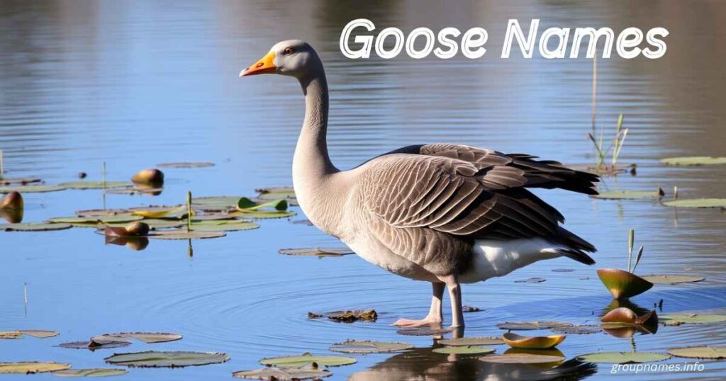 650+ Catchy and Best Goose Names with Unique Meanings