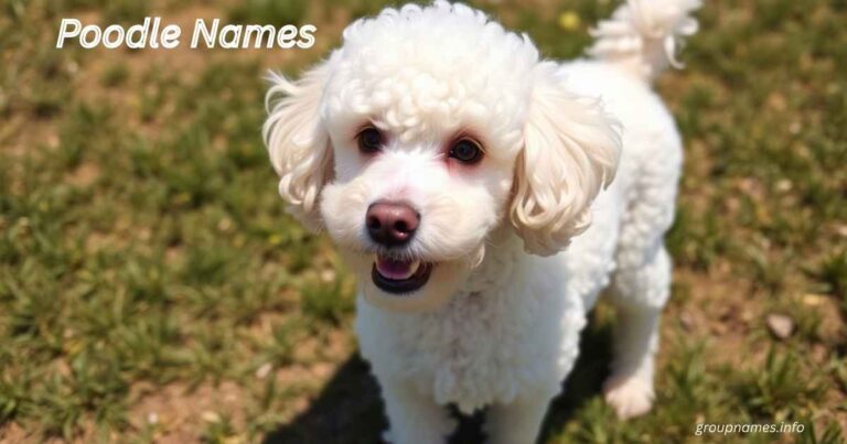350+ Fluffy and Popular Poodle Names [Evergreen Ideas]