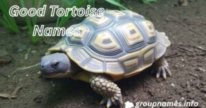 350+ Tortoise Names (with Turtles): Cute, Funny, Unisex, Weird, and More